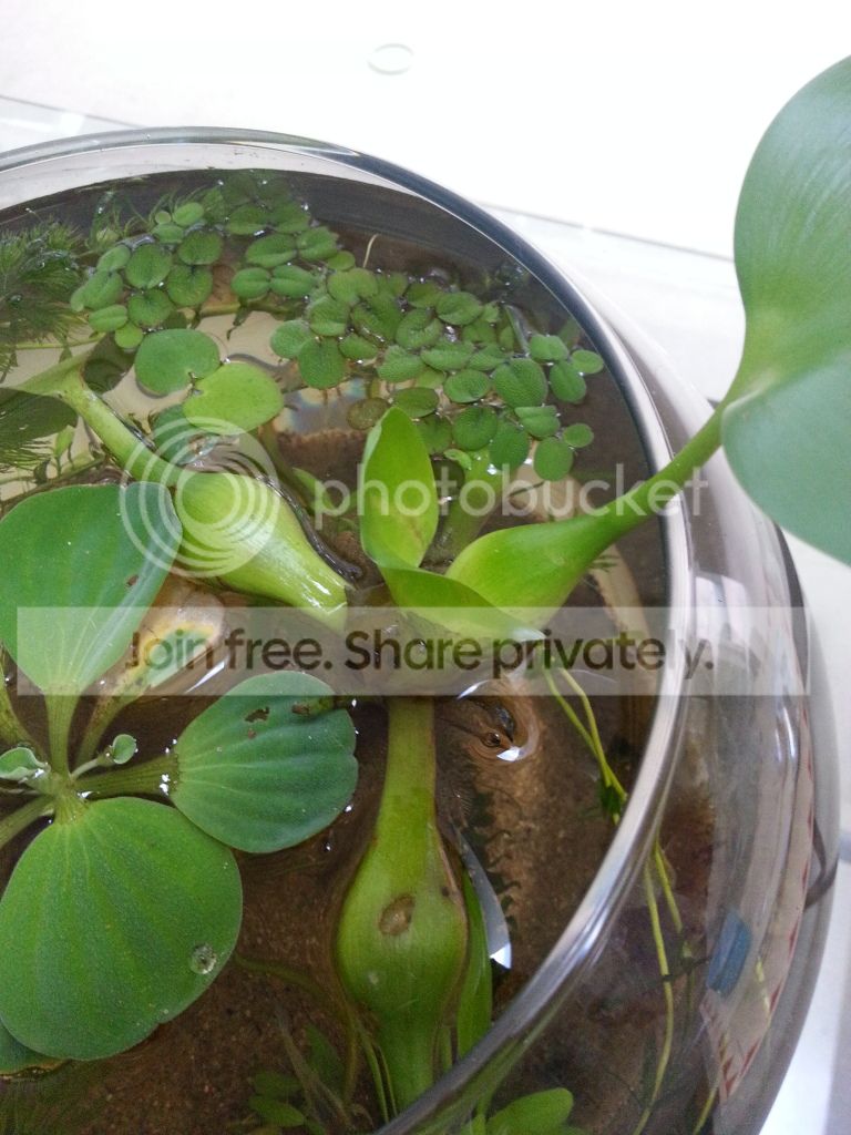 Hello! Walstad bowl help please. | Aquatic Plant Forum